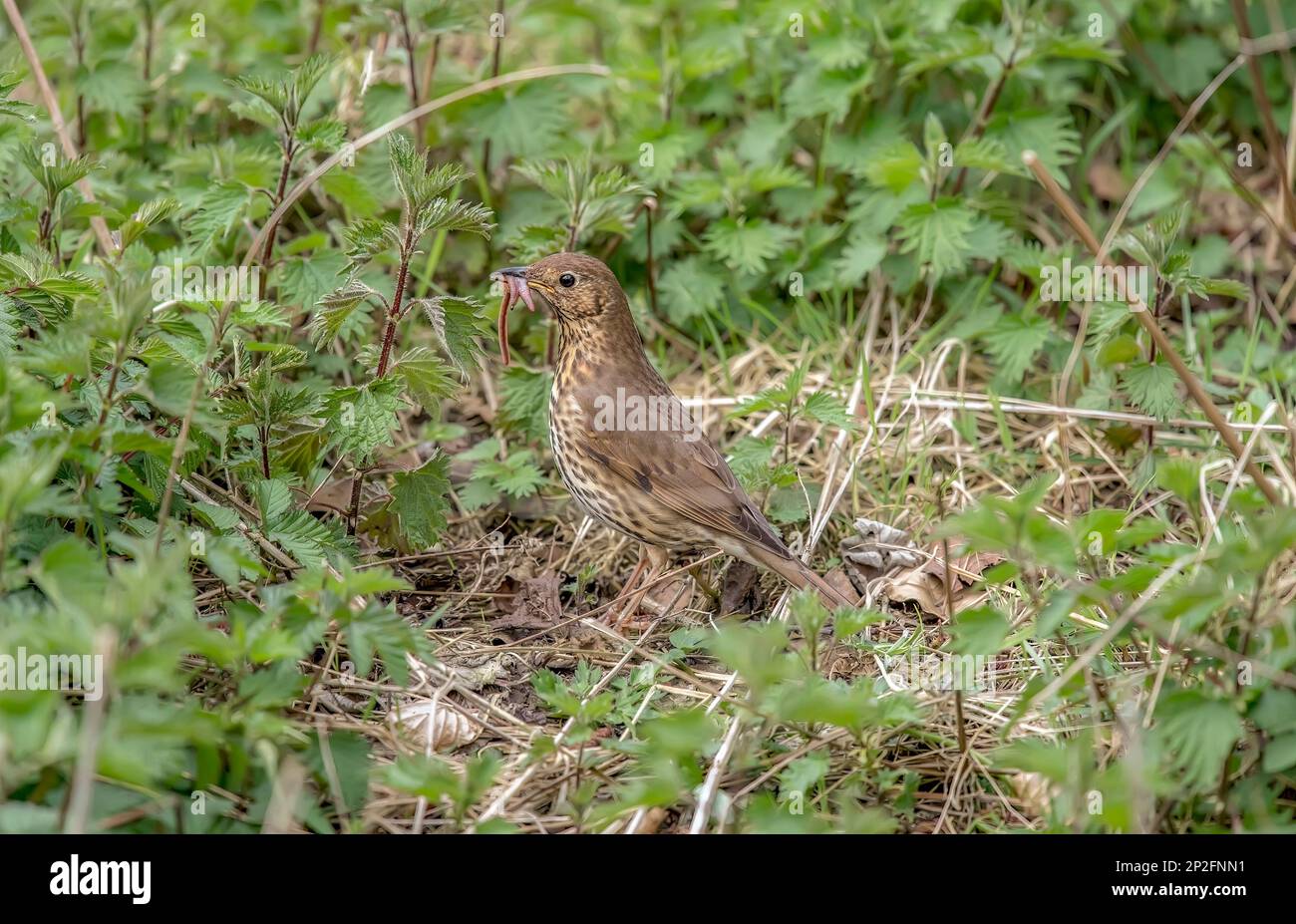 Thrush in the grass hi-res stock photography and images - Alamy