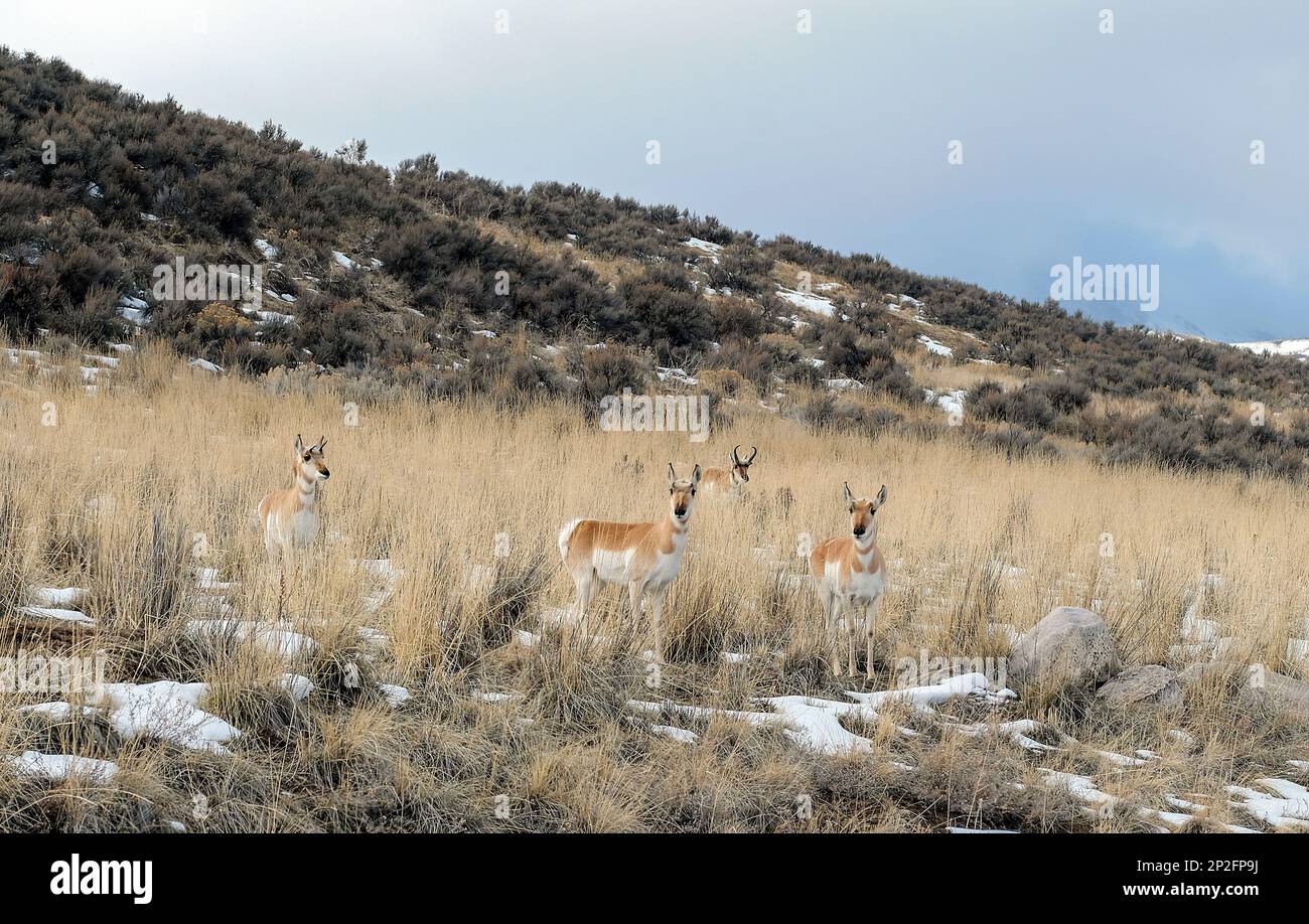 February 28, 2023: Antelope Island's namesake, pronghorn antelope ...