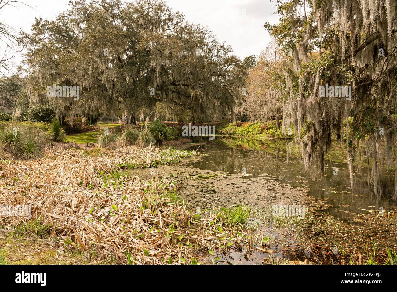 Middleton Plantation and Gardens in Charleston, South Carolina. Historic low country plantation ...