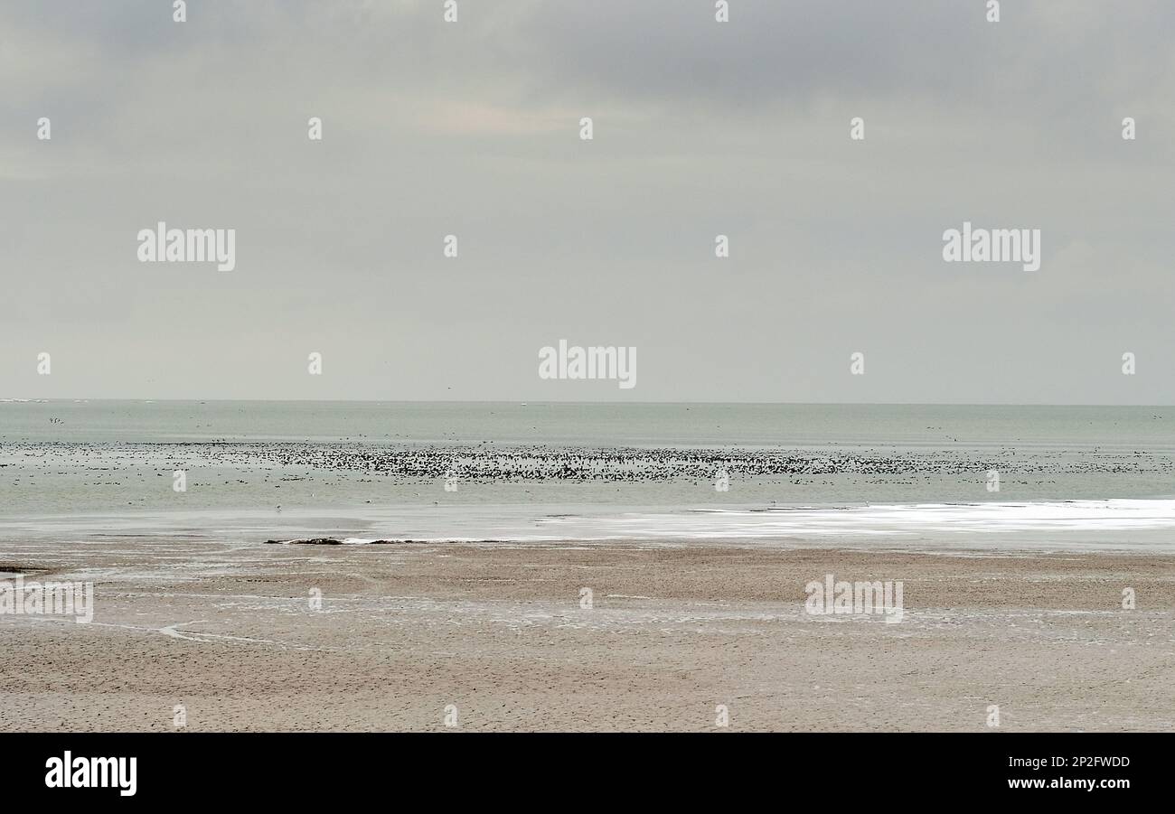 February 28, 2023: Brine shrimp, brine flies, and a variety of algae ...