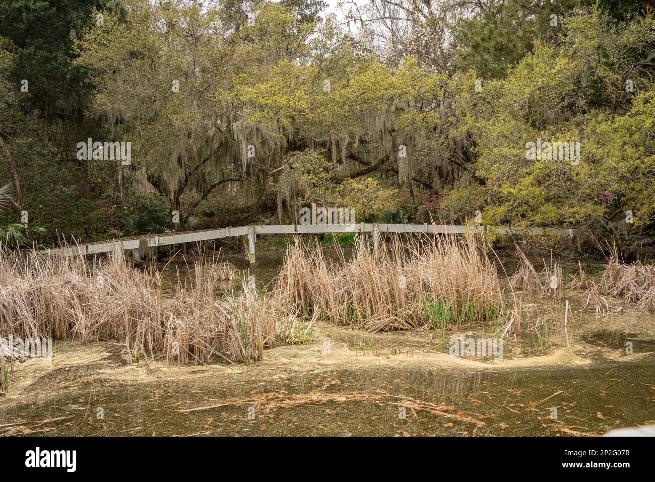 Magnolia Plantation and Gardens in Charleston, South Carolina. Historic low country plantation ...