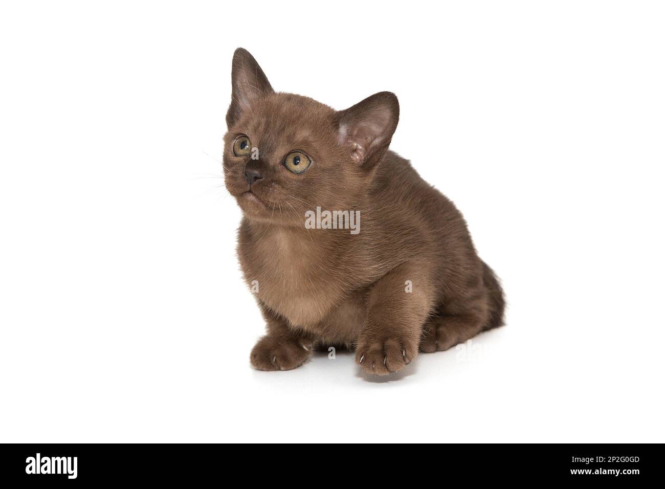 Small chocolate-colored European burmese kitten looks up, isolated on a ...