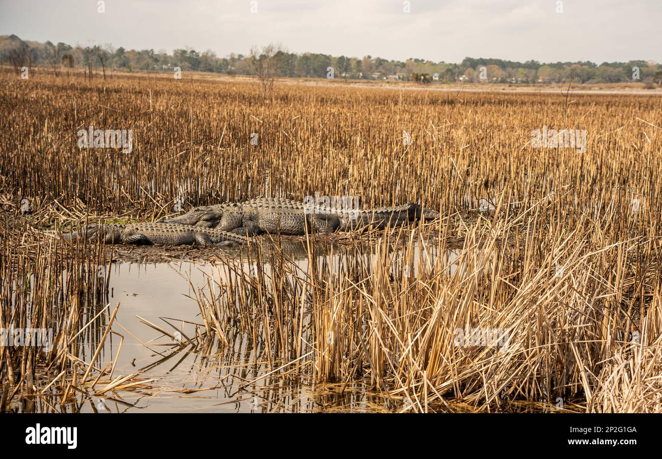 Magnolia Plantation and Gardens in Charleston, South Carolina. Historic low country plantation ...