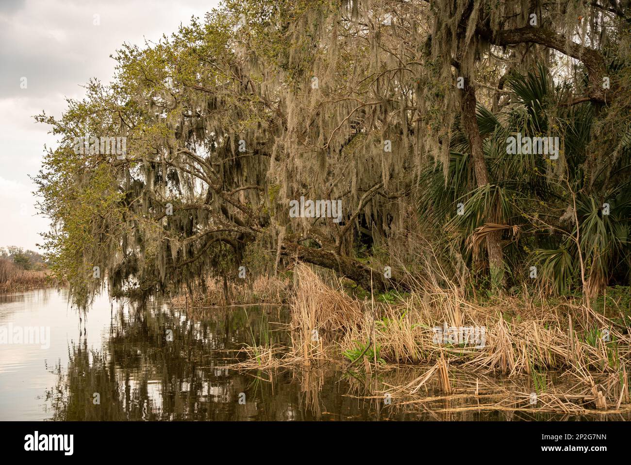 Magnolia Plantation and Gardens in Charleston, South Carolina. Historic low country plantation ...