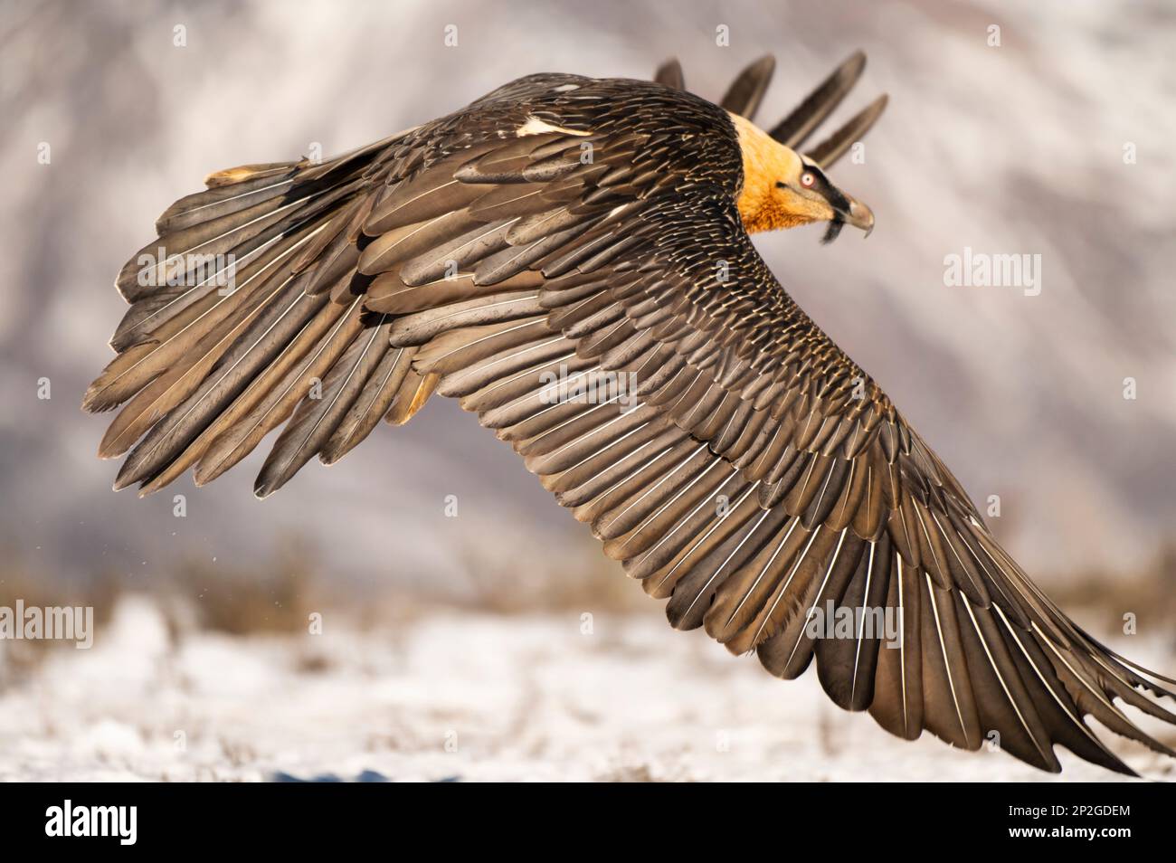 Bearded Vulture in the snow Stock Photo - Alamy