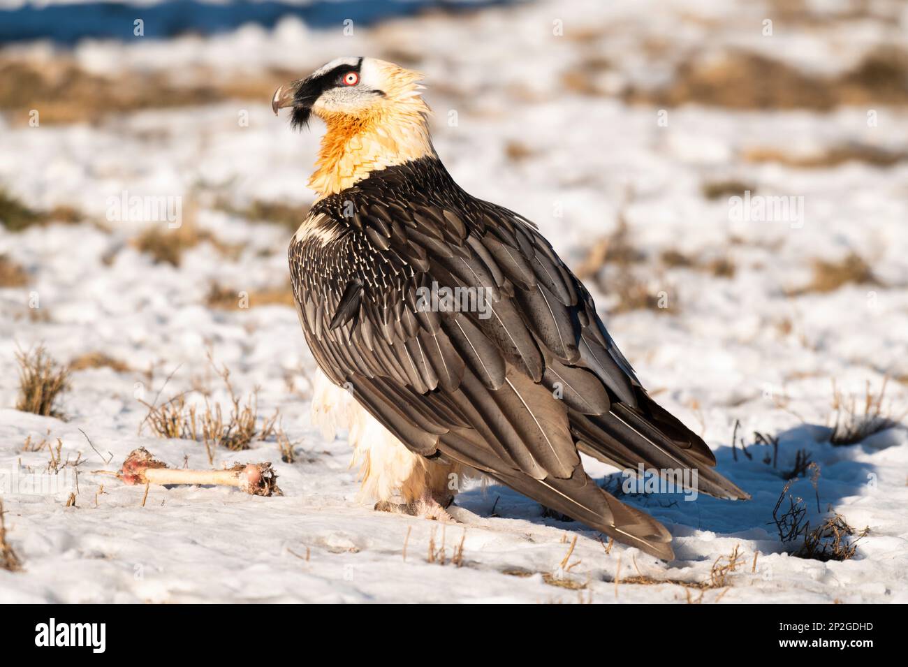 Bearded Vulture in the snow Stock Photo - Alamy
