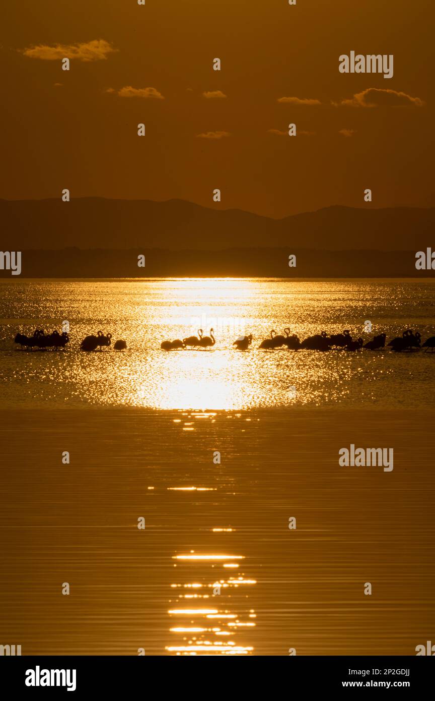 Pink flamingos at sunset hi-res stock photography and images - Alamy