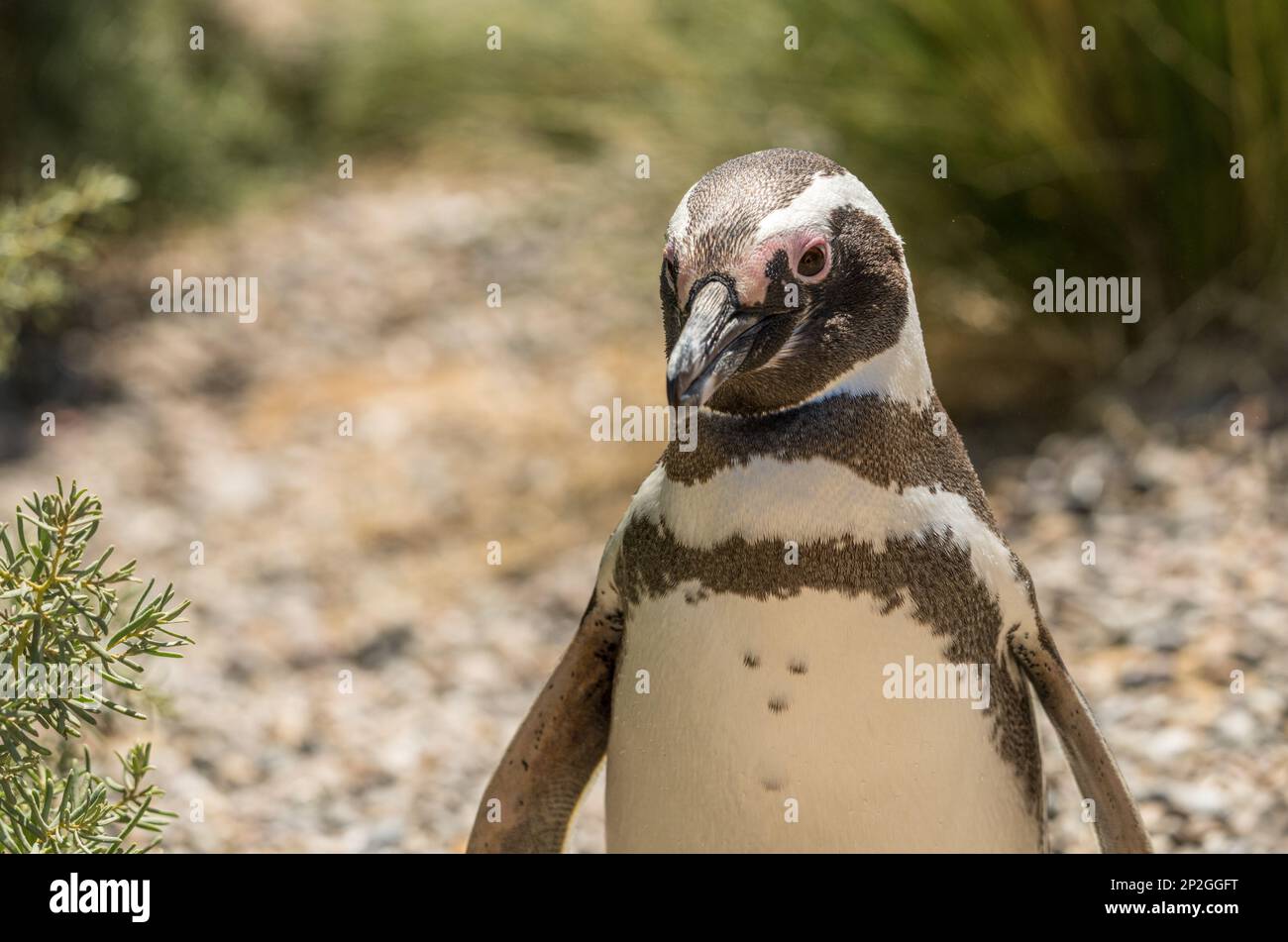 Single male magellanic penguin walking back to its nest in Punta Tombo ...