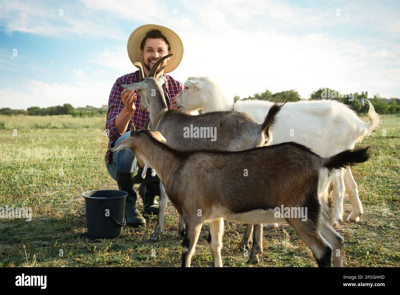 Man with goats at farm. Animal husbandry Stock Photo - Alamy