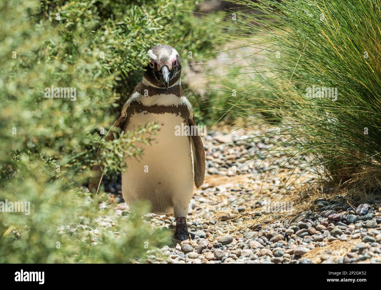Single male magellanic penguin walking back to its nest in Punta Tombo ...