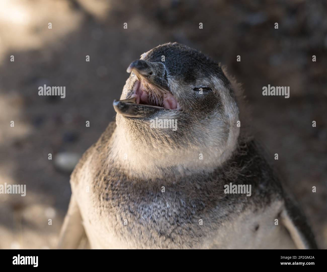Magellanic penguin chick making a call and showing spiky papillae in ...
