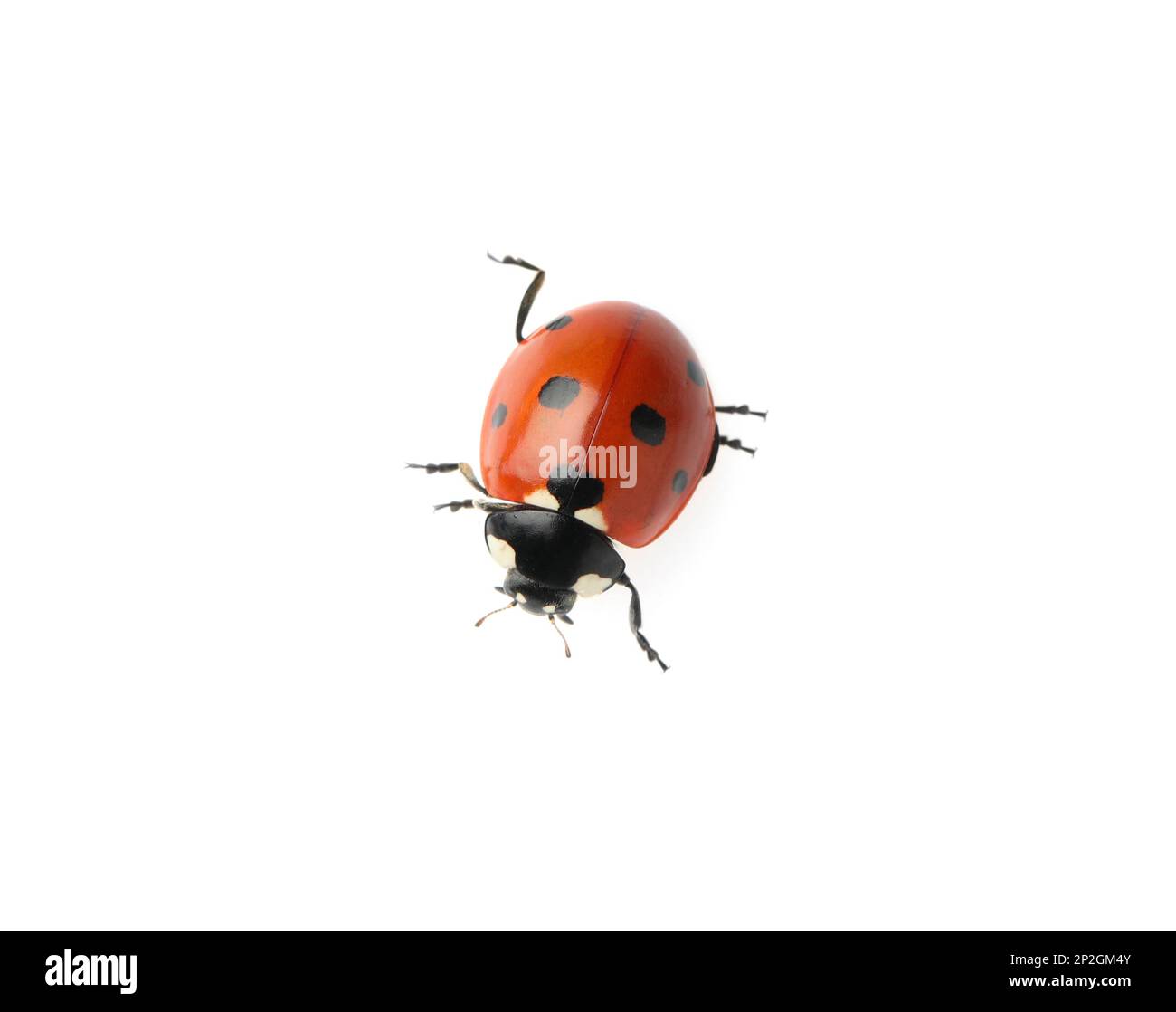 Beautiful red ladybug isolated on white, top view Stock Photo - Alamy