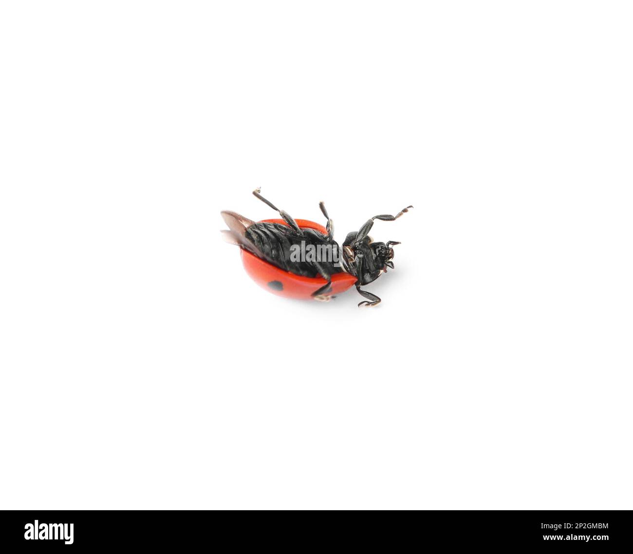One overturned red ladybug isolated on white Stock Photo - Alamy