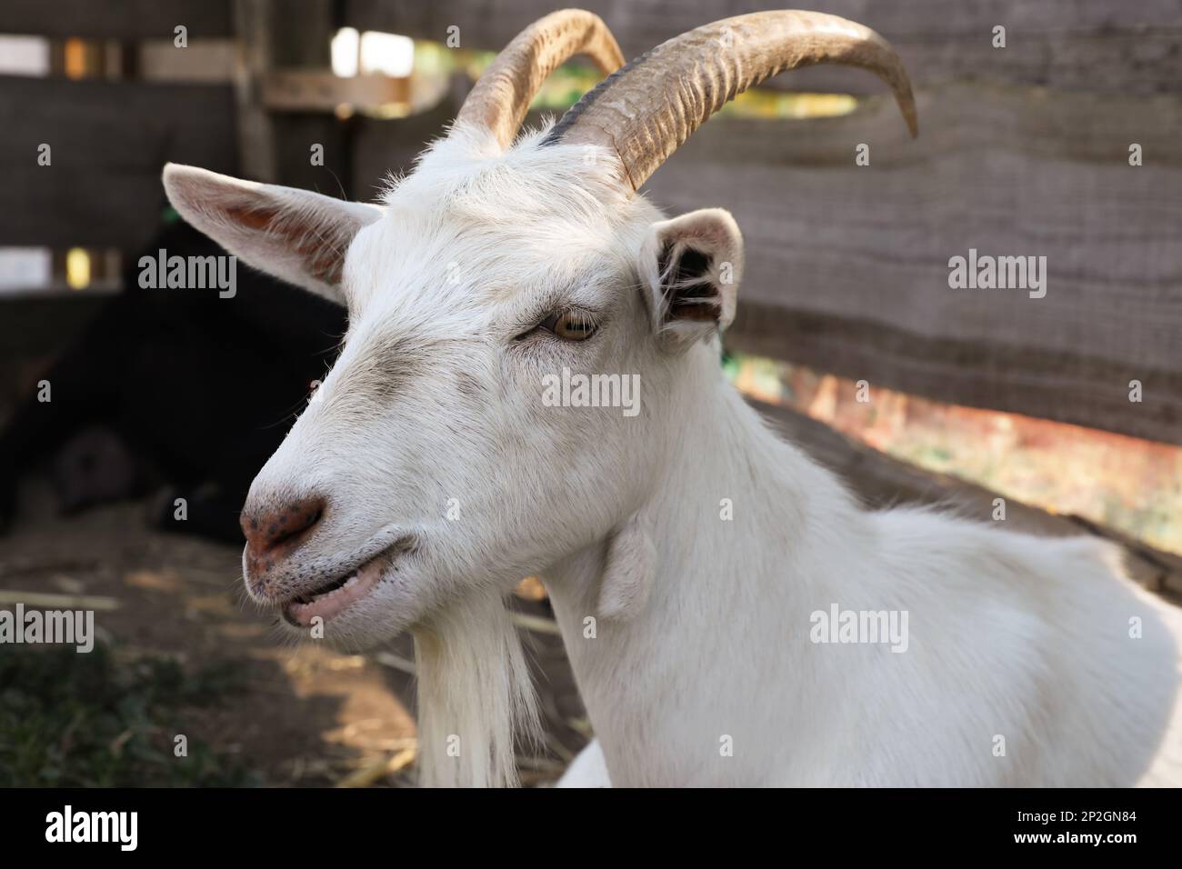 Cute domestic goat on farm, closeup. Animal husbandry Stock Photo - Alamy