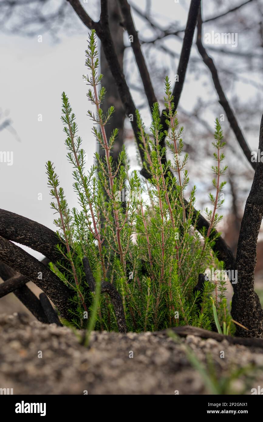 Dadia forest Restoration and Regrowth After Wildfire Stock Photo - Alamy