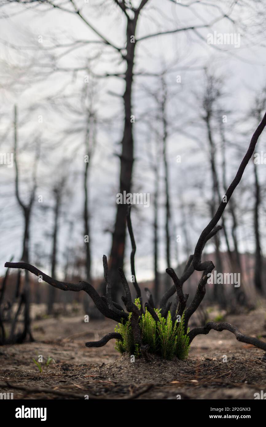 Dadia forest Restoration and Regrowth After Wildfire Stock Photo - Alamy