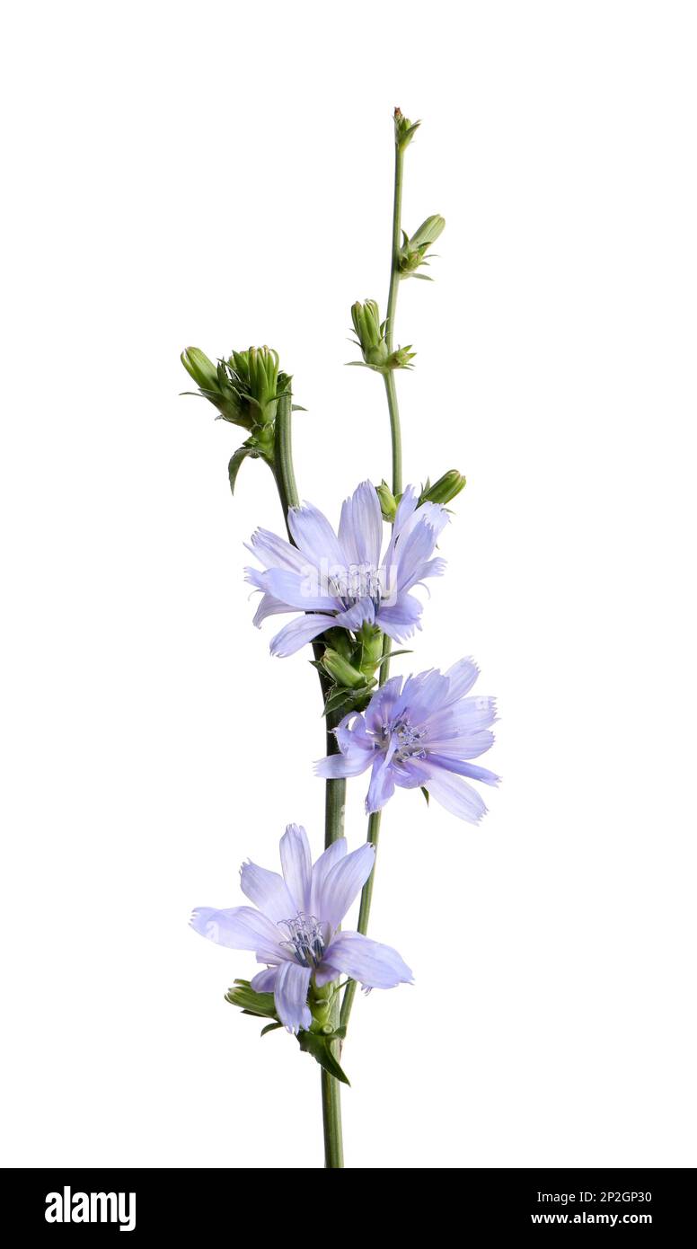 Beautiful blooming chicory flowers on white background Stock Photo - Alamy