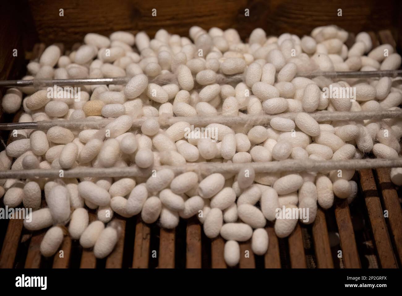 Process of producing silk hi-res stock photography and images - Alamy