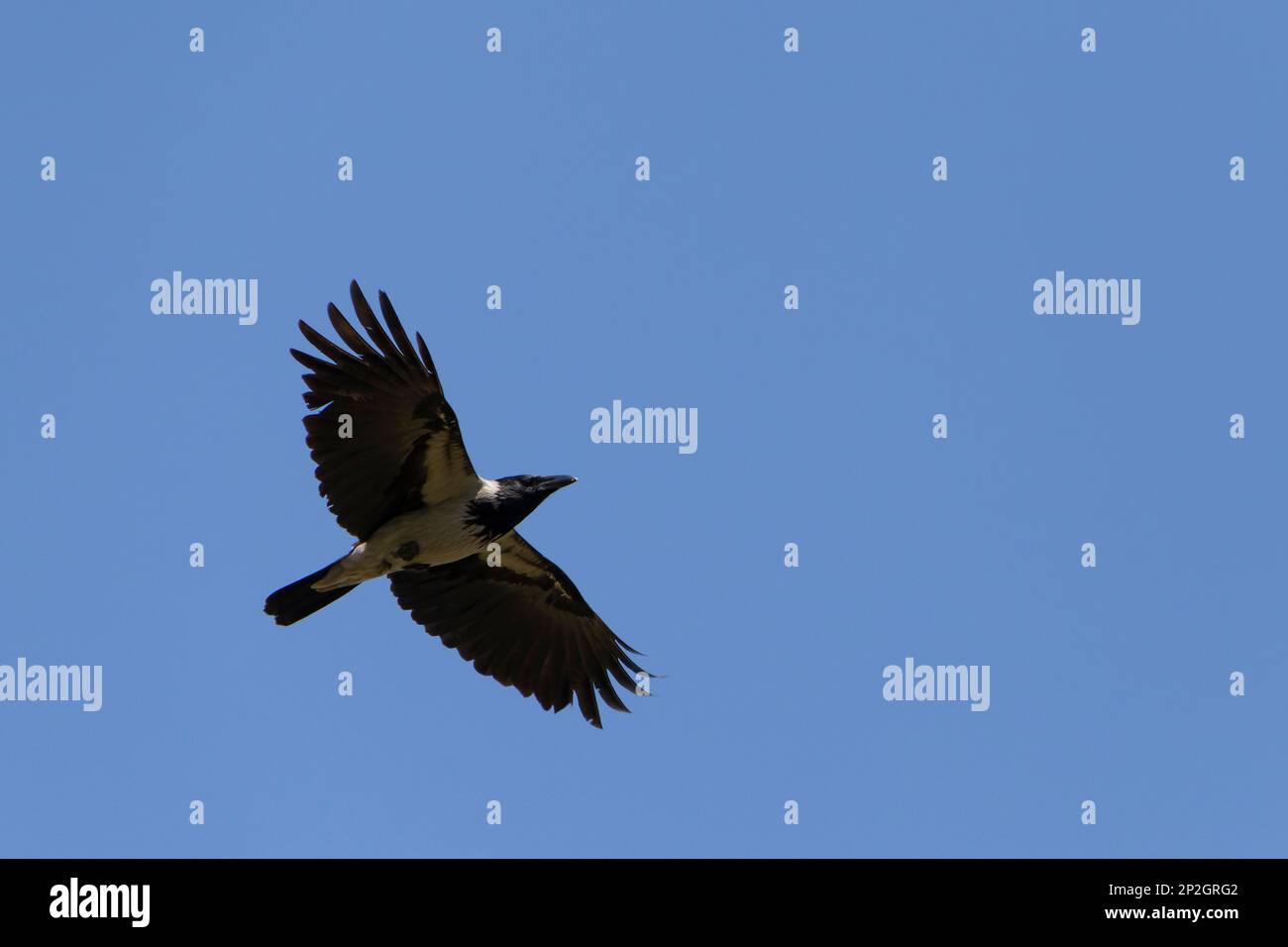 Hooded crow flying in hi-res stock photography and images - Alamy