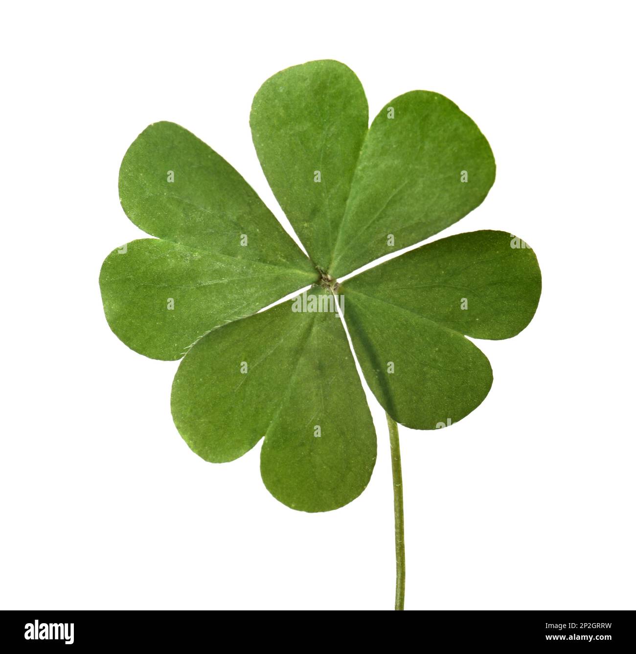 Green grass wild clover Cut Out Stock Images & Pictures - Alamy