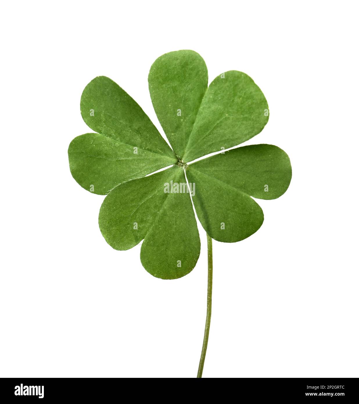Green four leaf clover isolated on white Stock Photo - Alamy