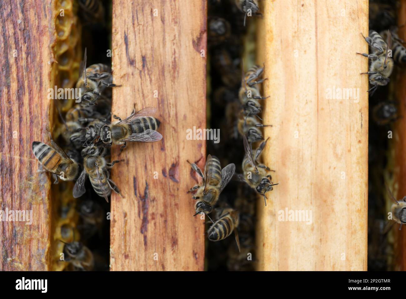 Closeup view hive frames hi-res stock photography and images - Alamy