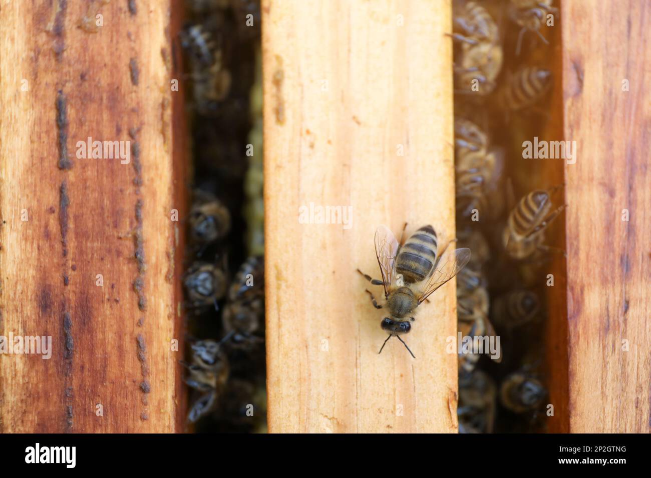 Top view working bee hi-res stock photography and images - Alamy