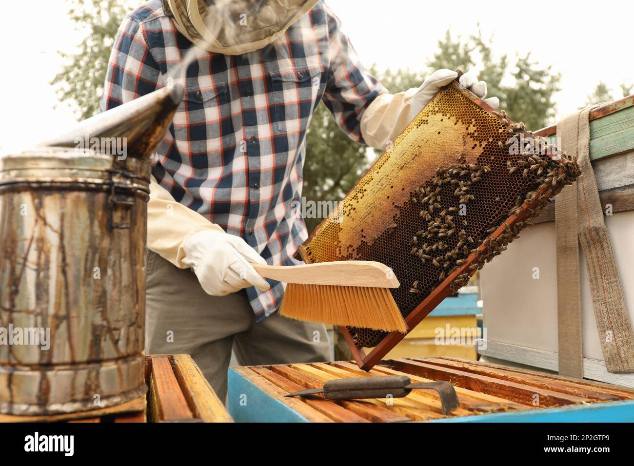 Beekeeper brushing bees from hive frame at apiary, closeup. Harvesting ...