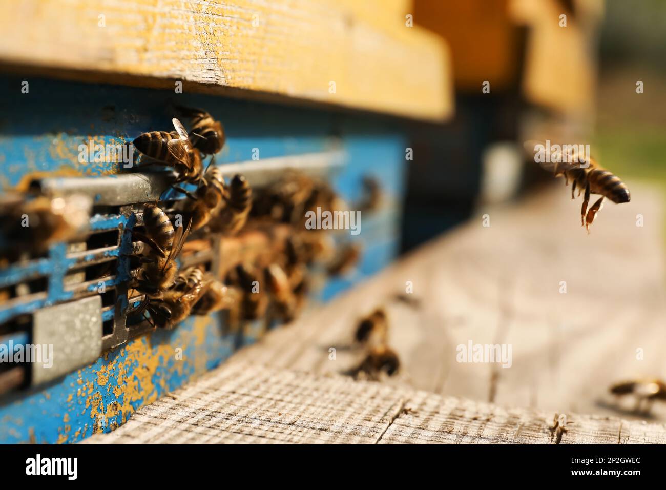 Small entrance to the bee hive hi-res stock photography and images - Alamy