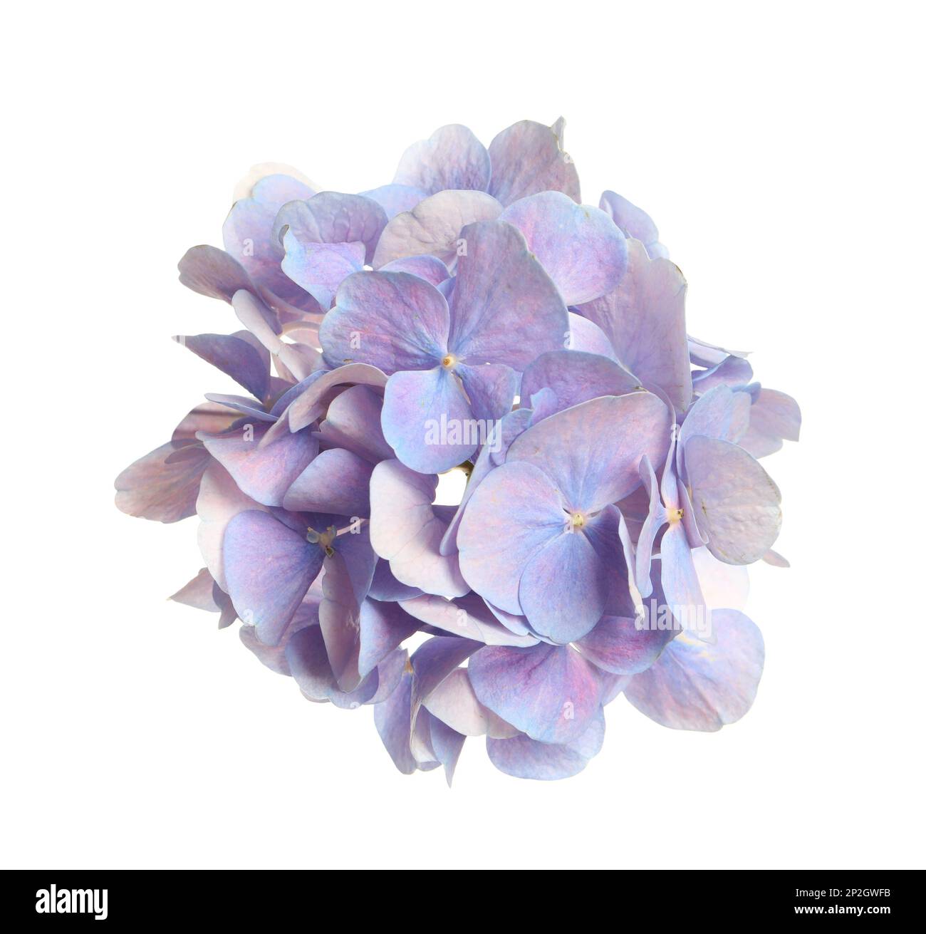 Beautiful light blue hortensia flower isolated on white Stock Photo - Alamy