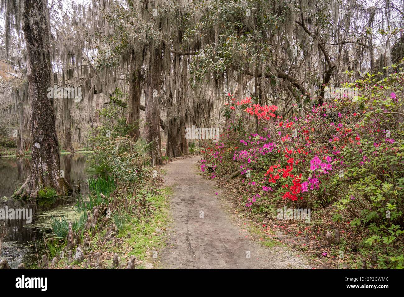 Magnolia Plantation and Gardens in Charleston, South Carolina. Historic ...