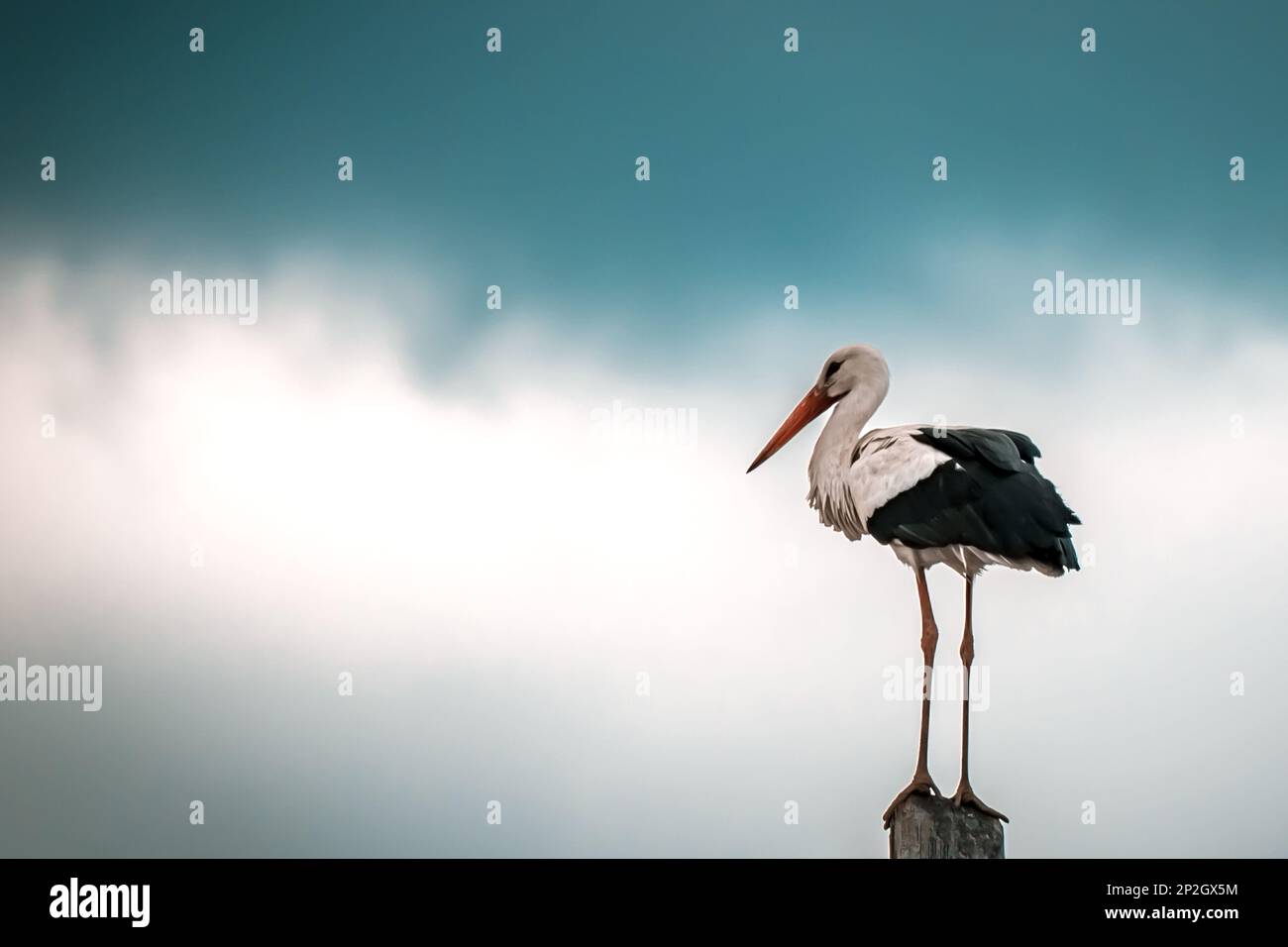 European White stork Ciconia Ciconia is the symbol of bird migration ...