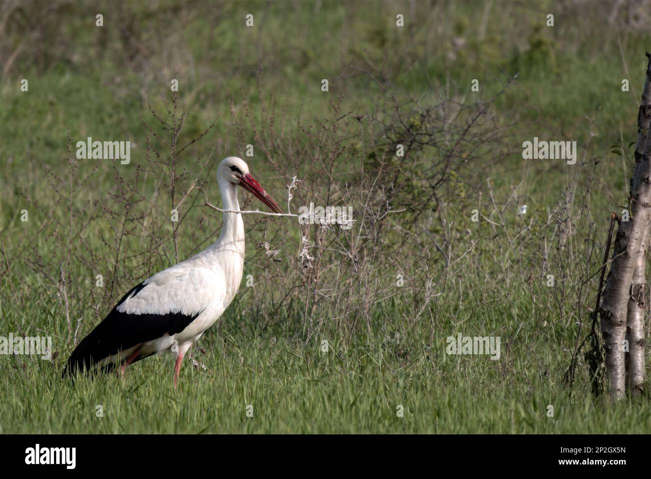 European White stork Ciconia Ciconia is the symbol of bird migration ...