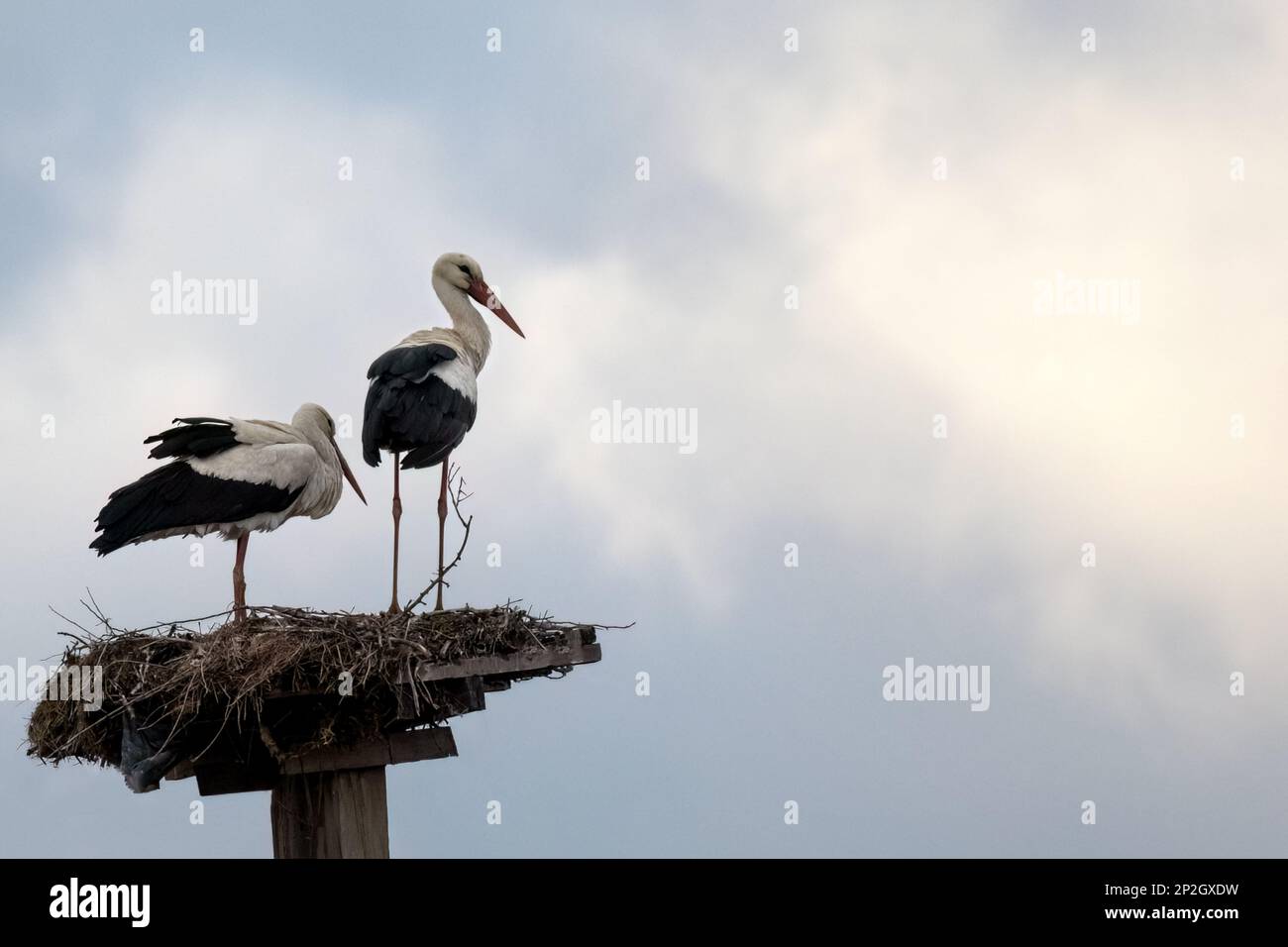 European White stork Ciconia Ciconia is the symbol of bird migration ...