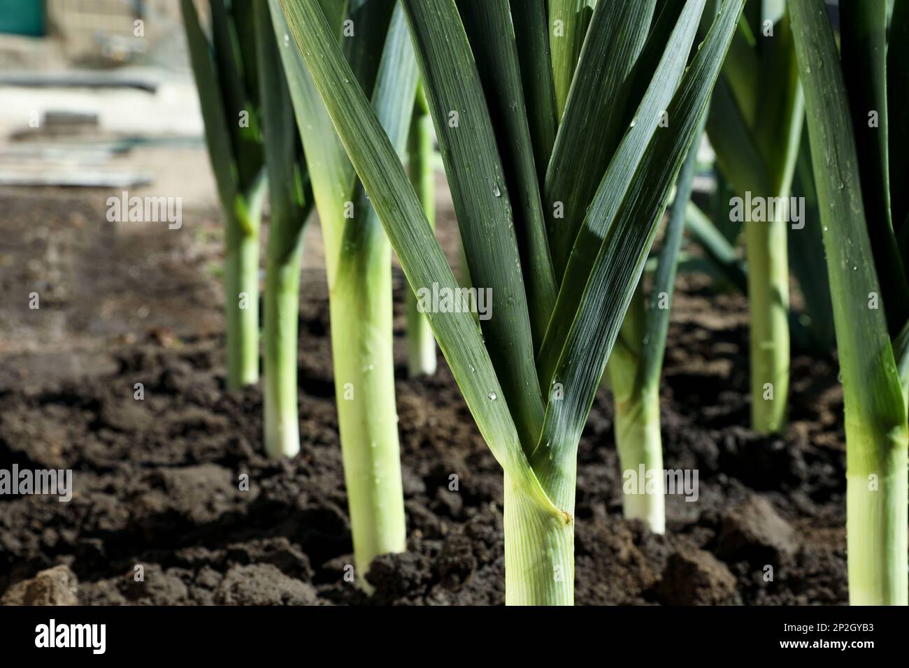 Leeks plantation hi-res stock photography and images - Alamy