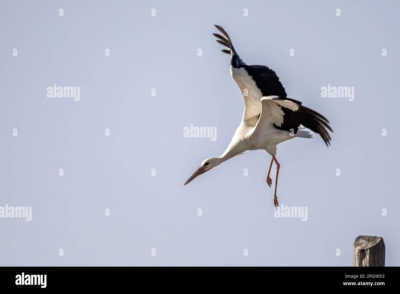 European White stork Ciconia Ciconia is the symbol of bird migration ...