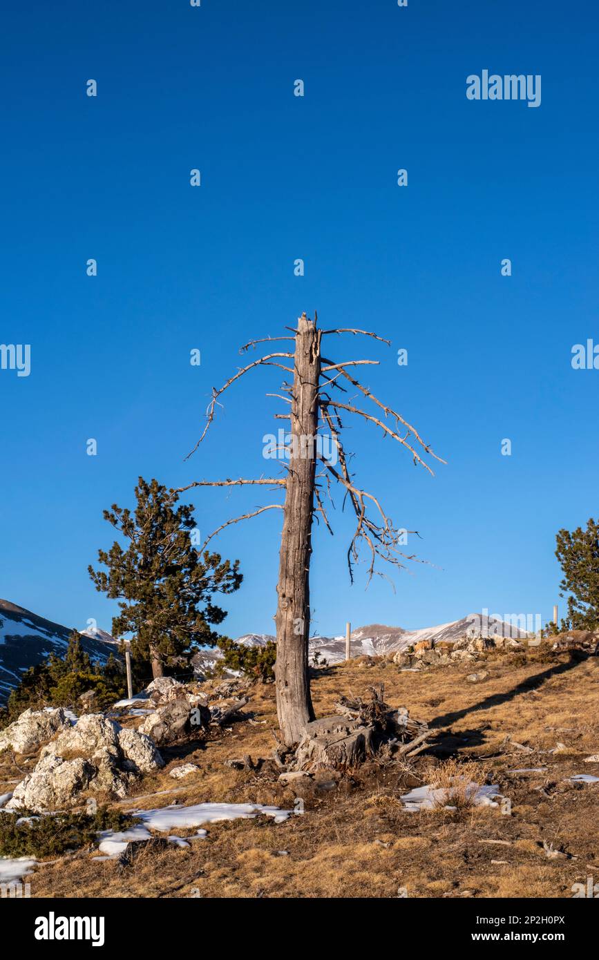 Cabeceras del Ter and Freser Natural Park, Girona,Spain Stock Photo - Alamy