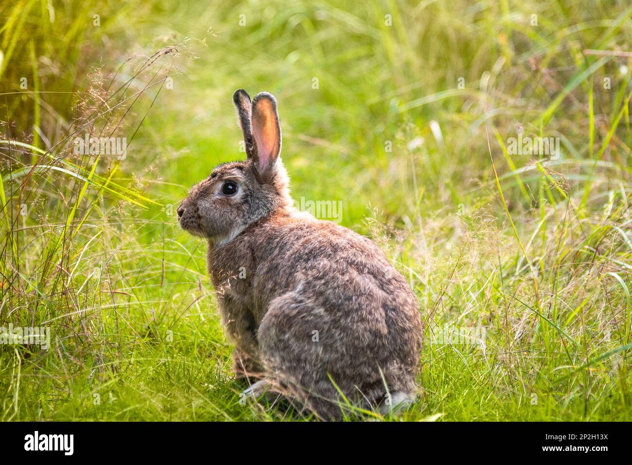 Cute brown bunny is sitting on the grass outside Stock Photo - Alamy
