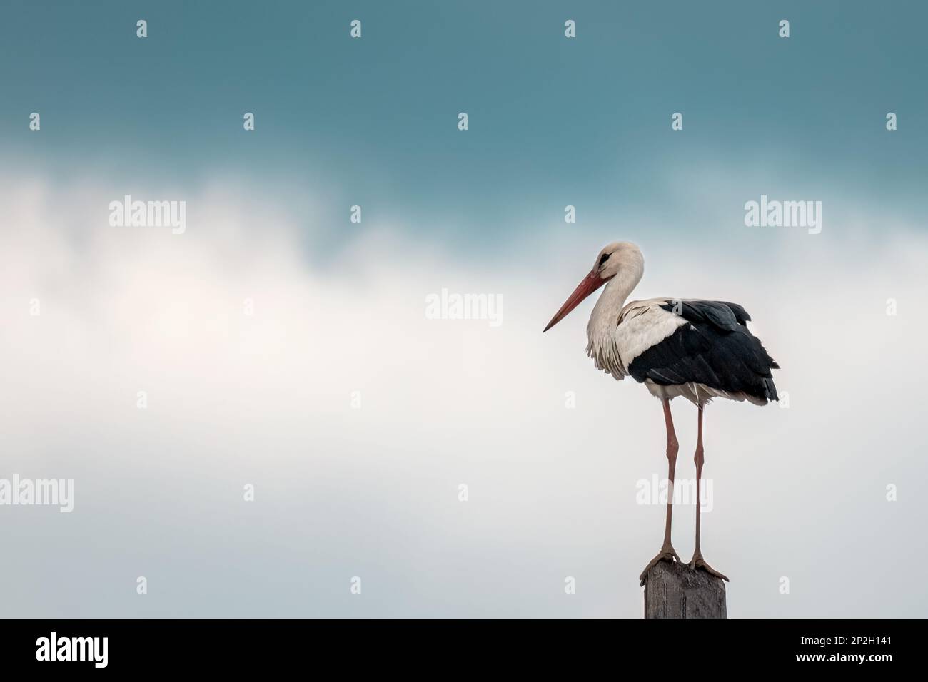 European White stork Ciconia Ciconia is the symbol of bird migration ...