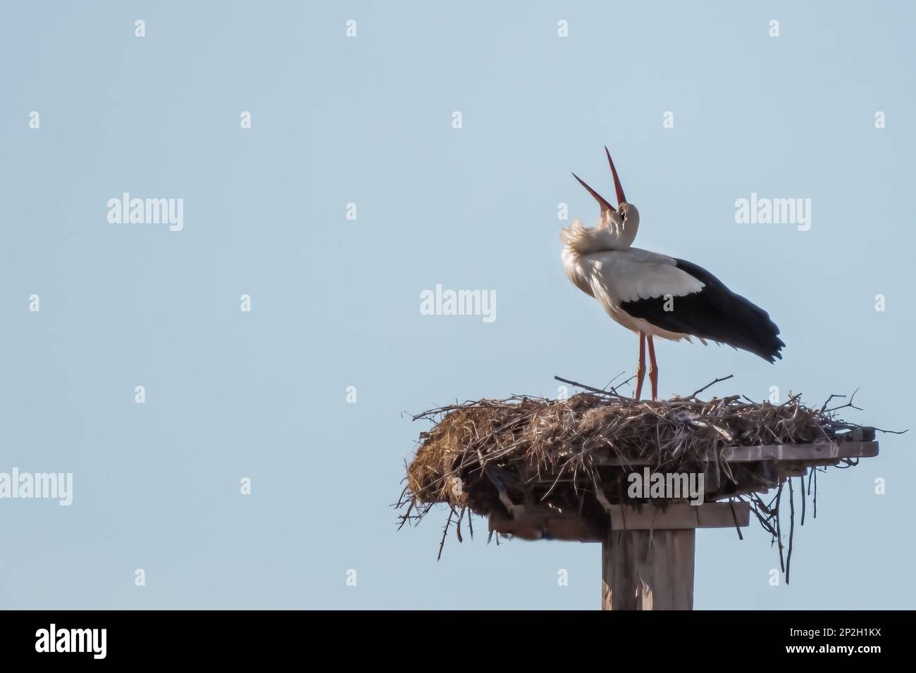 European White stork Ciconia Ciconia is the symbol of bird migration ...