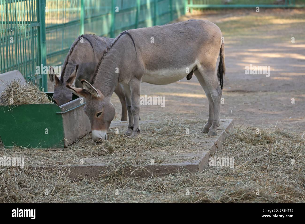 Two cute donkeys feeding in nature reserve on sunny day Stock Photo - Alamy