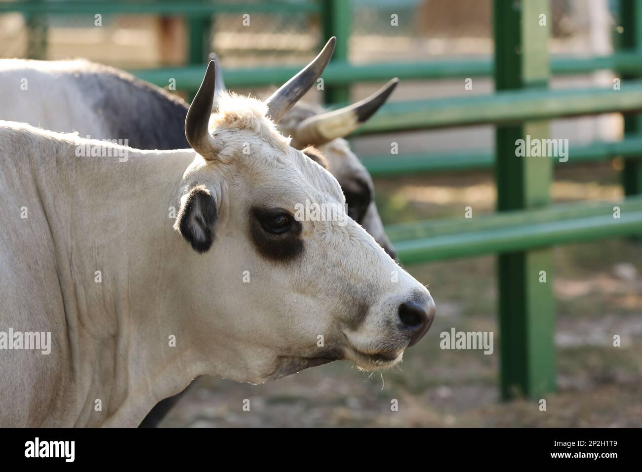 Cow and ox in nature reserve on sunny day Stock Photo - Alamy