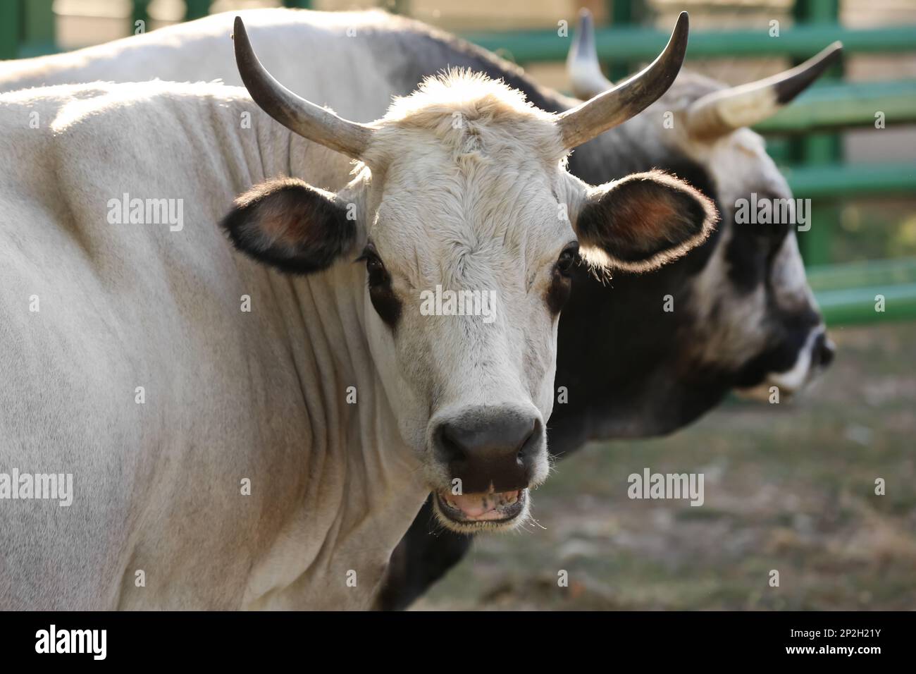 Cow and ox in nature reserve on sunny day Stock Photo - Alamy