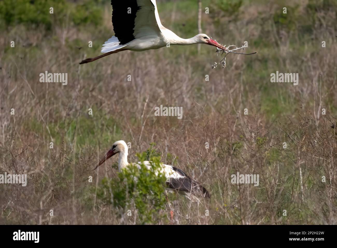 European White stork Ciconia Ciconia is the symbol of bird migration ...