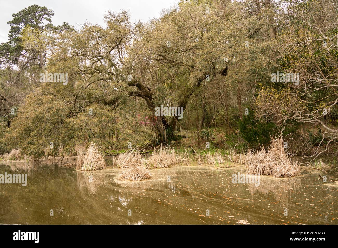 Magnolia Plantation and Gardens in Charleston, South Carolina. Historic ...