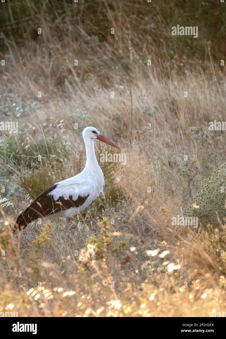 European White stork Ciconia Ciconia is the symbol of bird migration ...