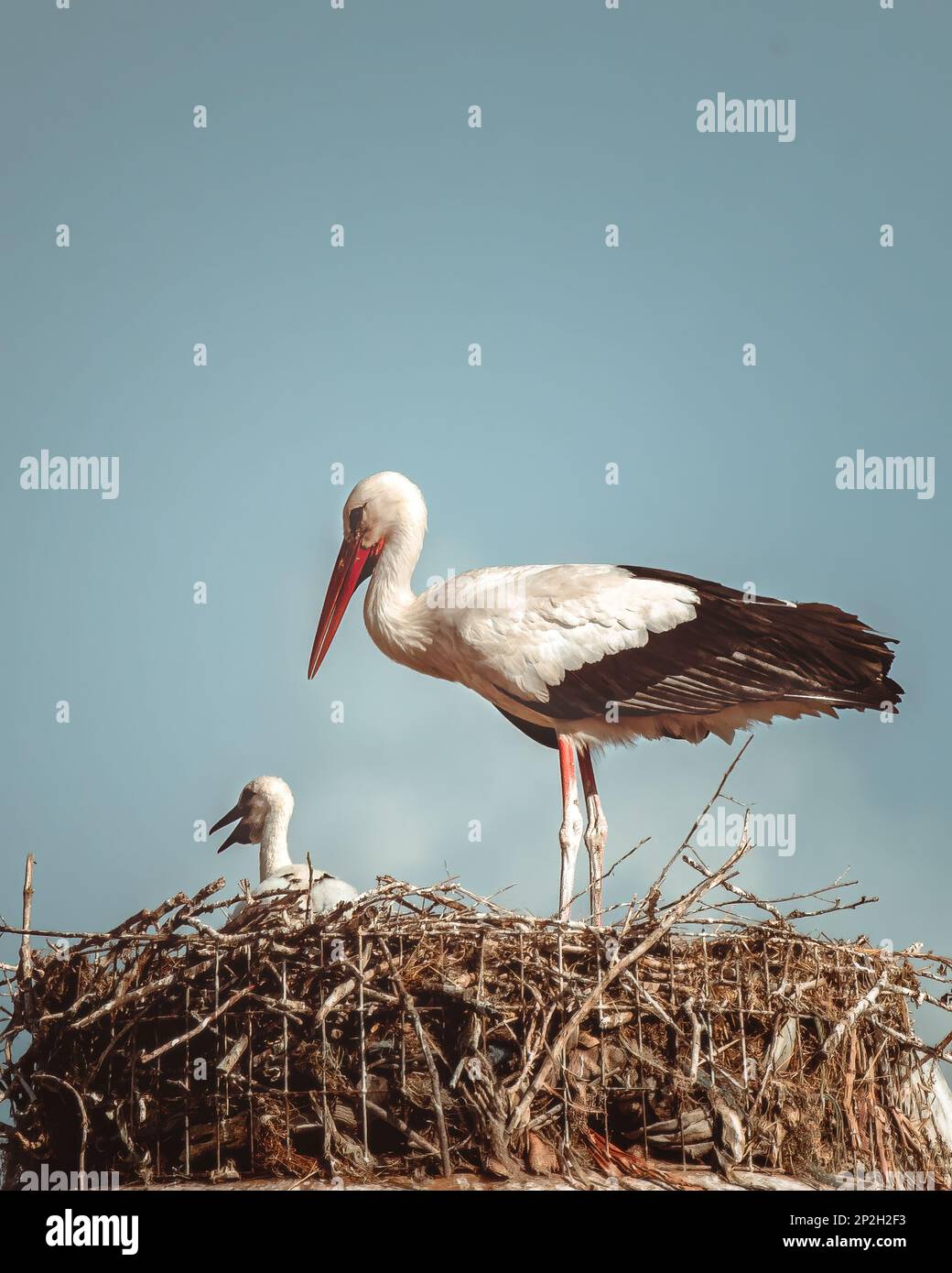 European White stork Ciconia Ciconia is the symbol of bird migration ...