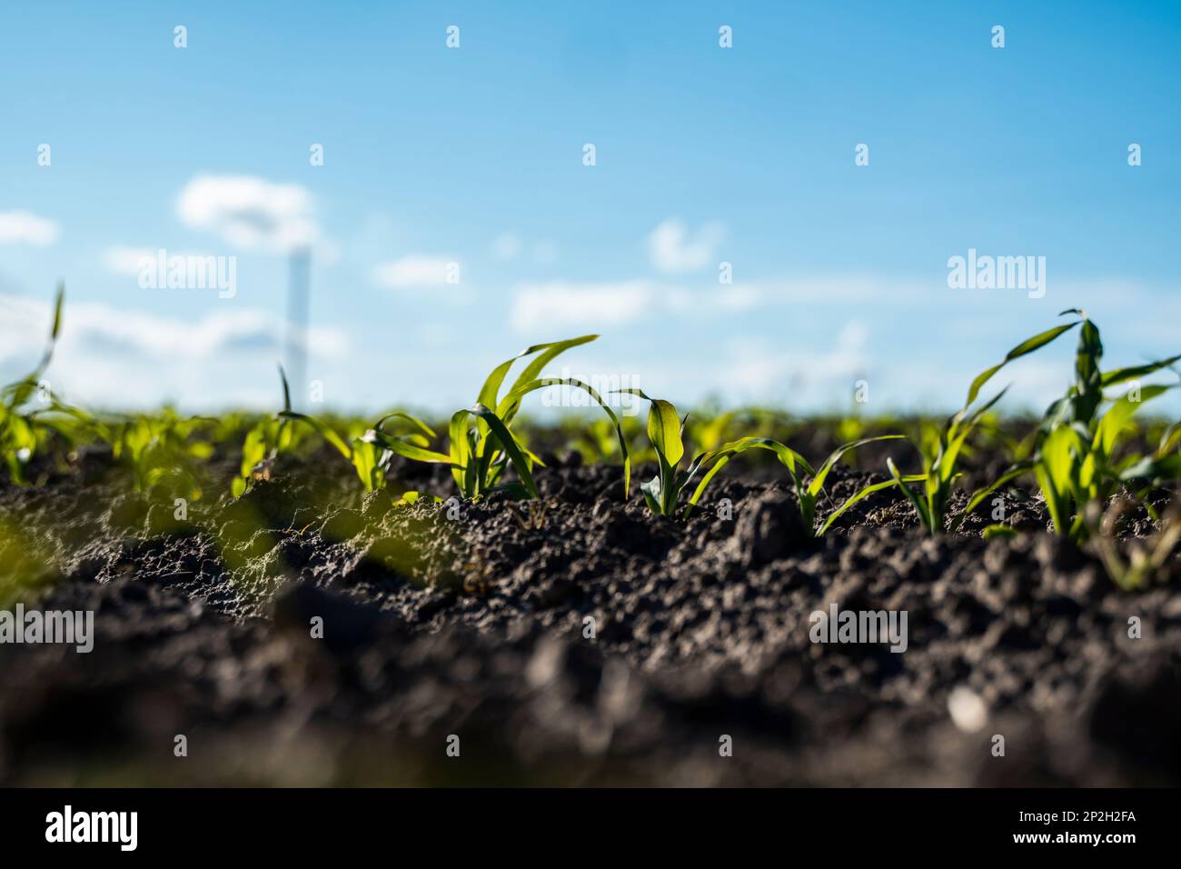 Green corn plants on a fertile field. Agricultural process Stock Photo ...