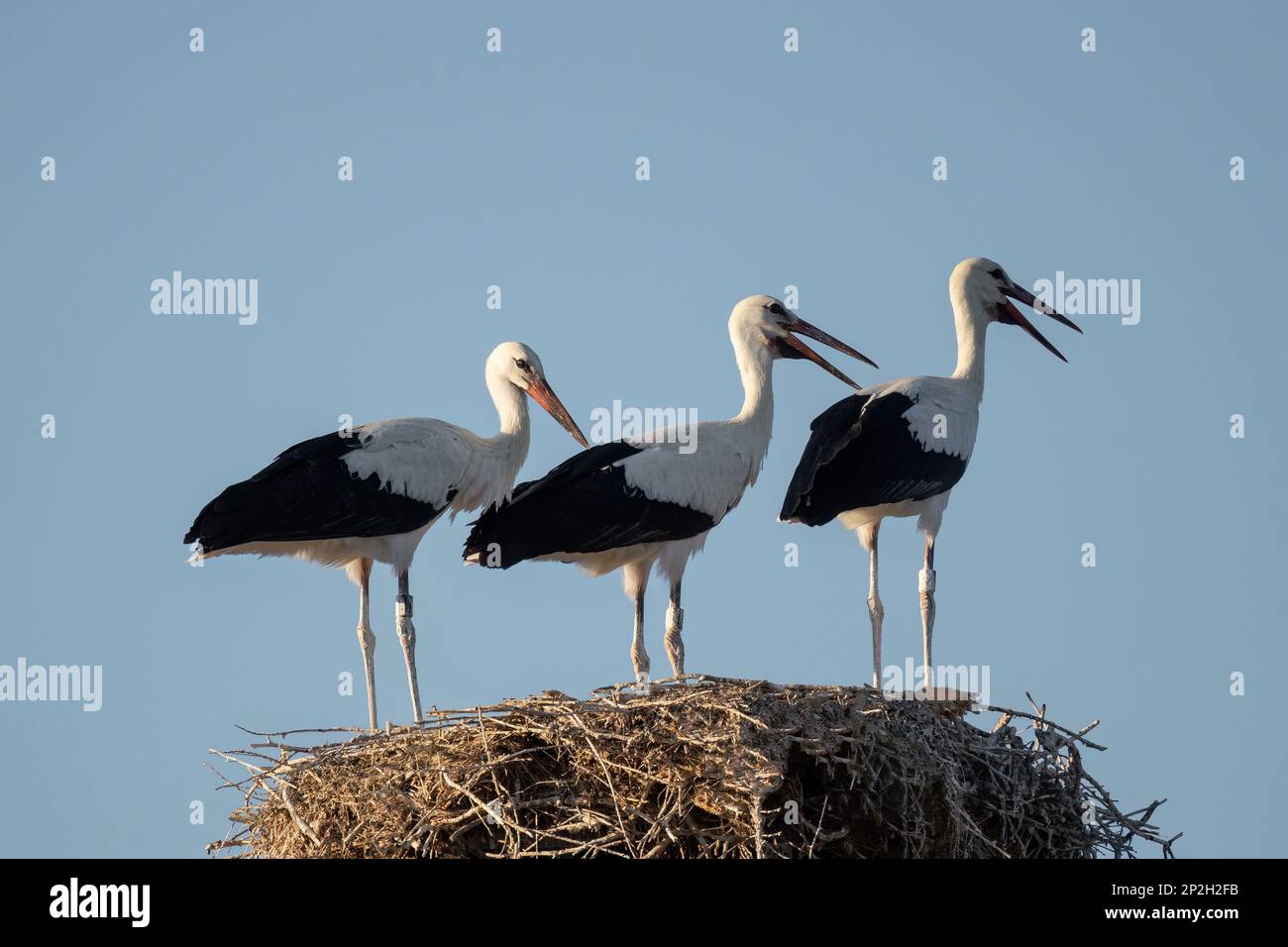 European White stork Ciconia Ciconia is the symbol of bird migration ...