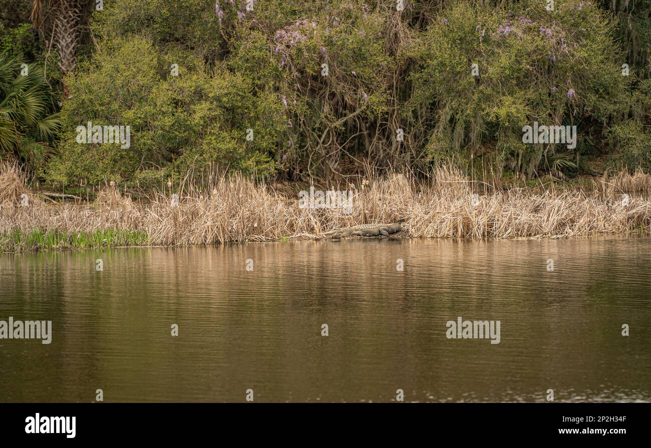 Magnolia Plantation and Gardens in Charleston, South Carolina. Historic ...